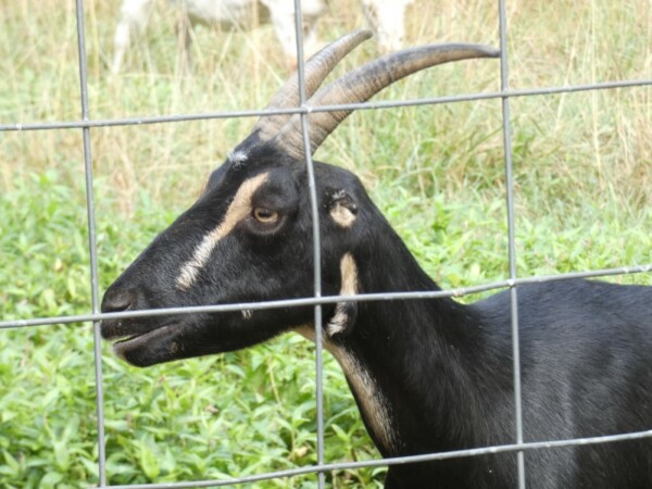 Goats - Camp Hanover