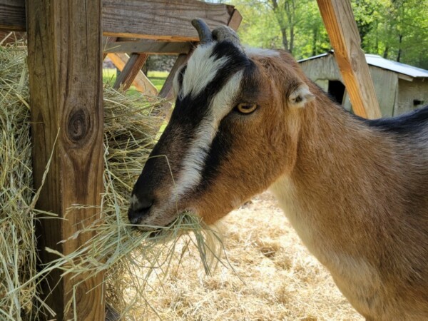 Goats - Camp Hanover