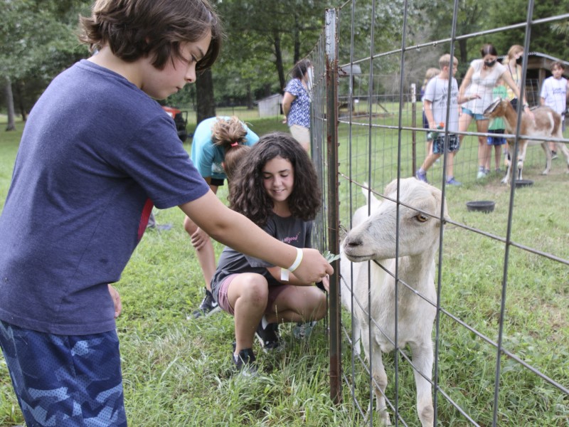 Goats - Camp Hanover